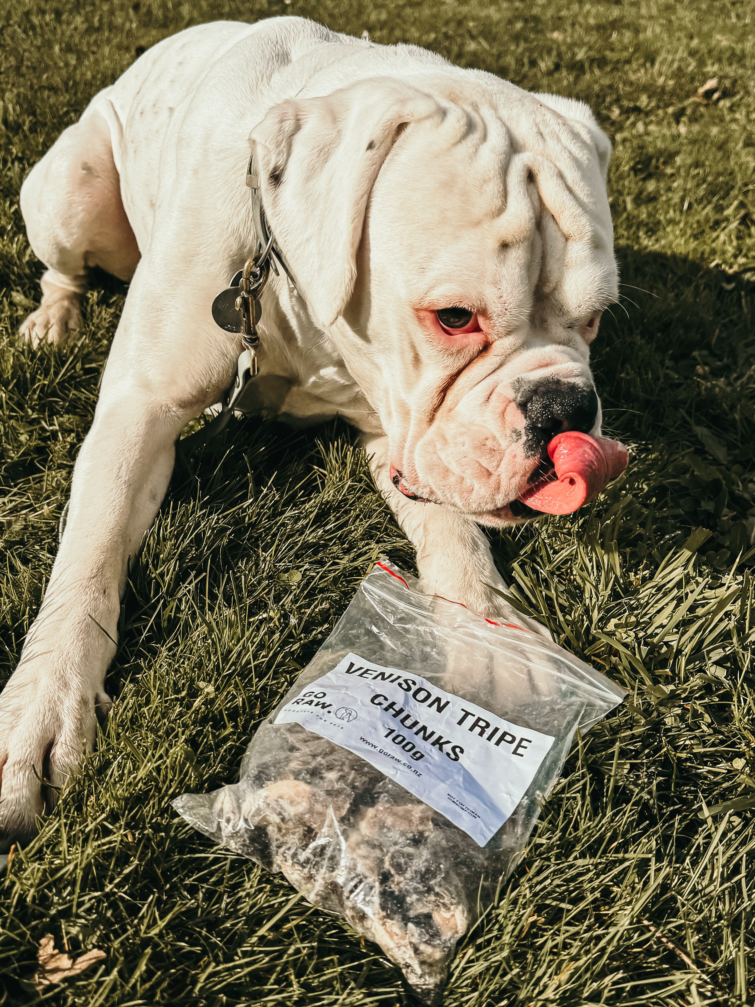 Raw Dog Food NZ | Natural Raw Pet Food Delivered – Go Raw – Go Raw Pet ...